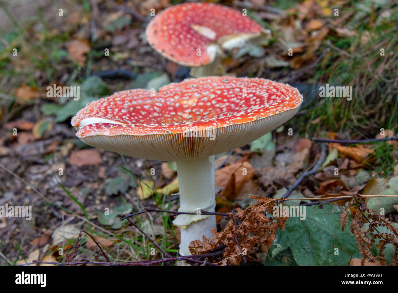 Red puffball hi-res stock photography and images - Alamy