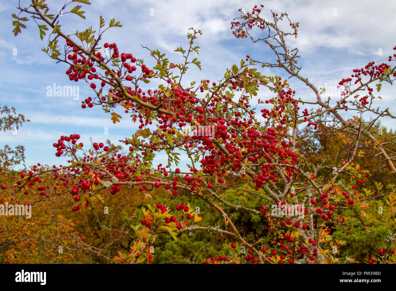 Red fruit haws common hawthorn hi-res stock photography and images - Alamy