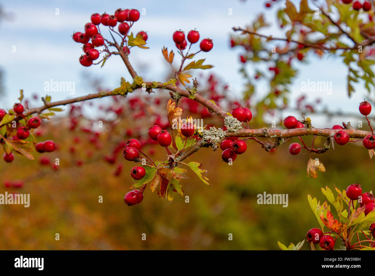 Hawthorn haws in autumn Stock Photo - Alamy