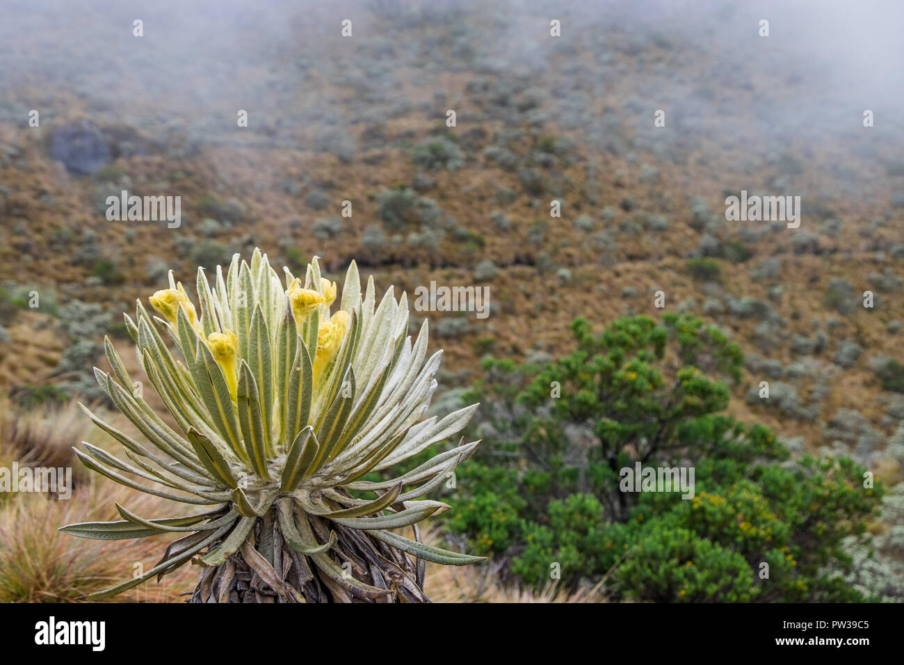 SANTA ISABEL - LOS NEVADOS NATIONAL PARK - COLOMBIA Stock Photo - Alamy