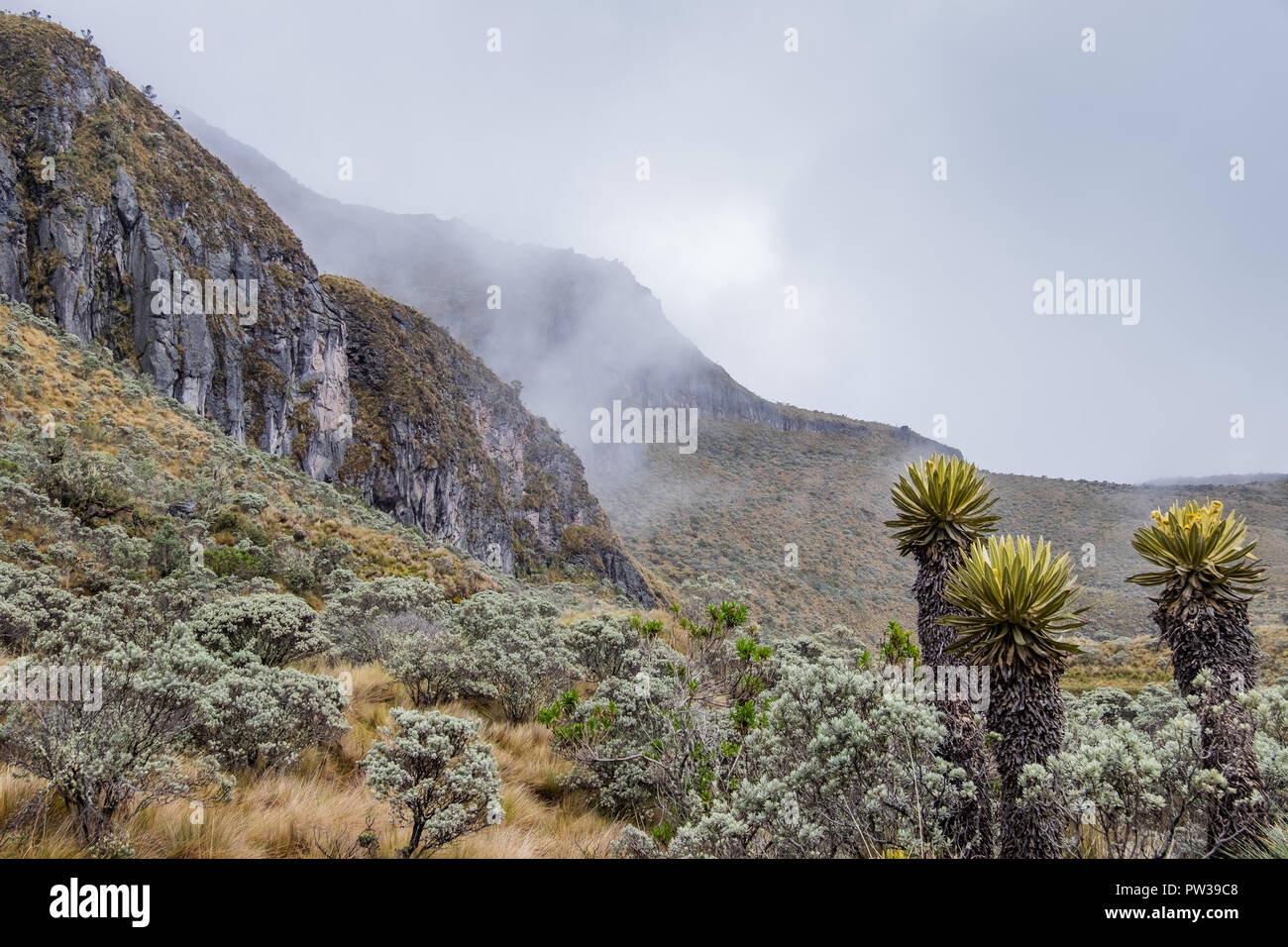 SANTA ISABEL - LOS NEVADOS NATIONAL PARK - COLOMBIA Stock Photo - Alamy