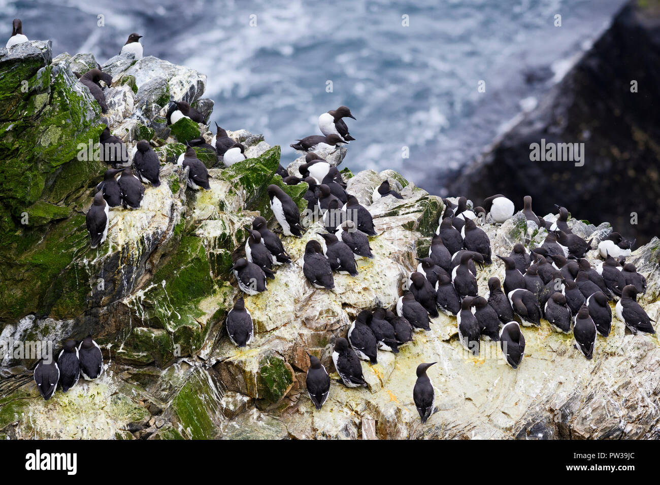 Guillemot - Uria aalge, black and white sea bird from ocean coasts and ...