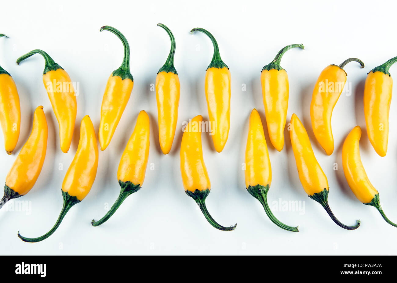 fruits of yellow fresh chilli pepper in a row on a white background ...