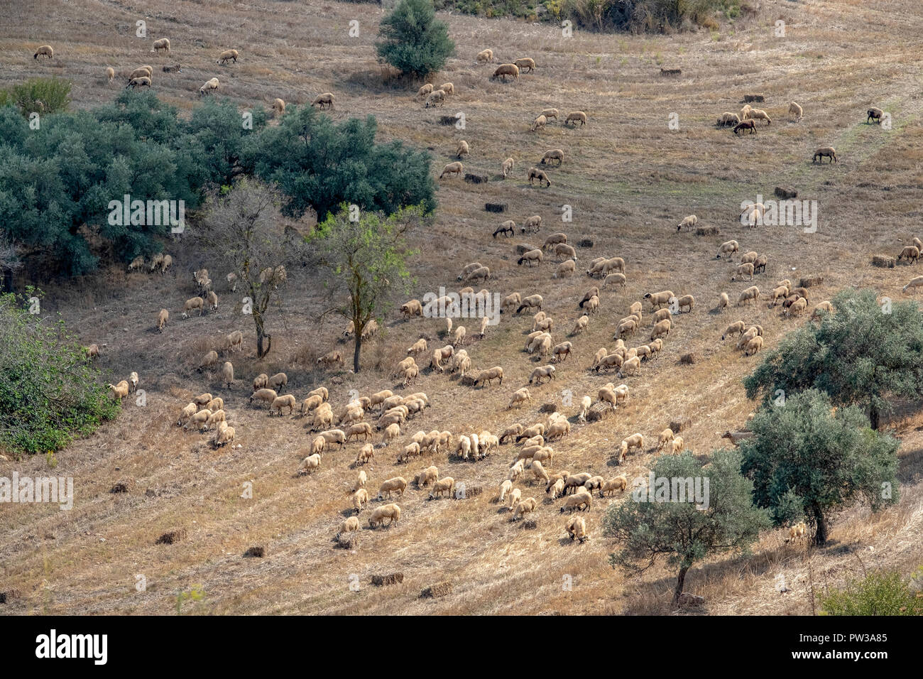 Chios sheep hi-res stock photography and images - Alamy