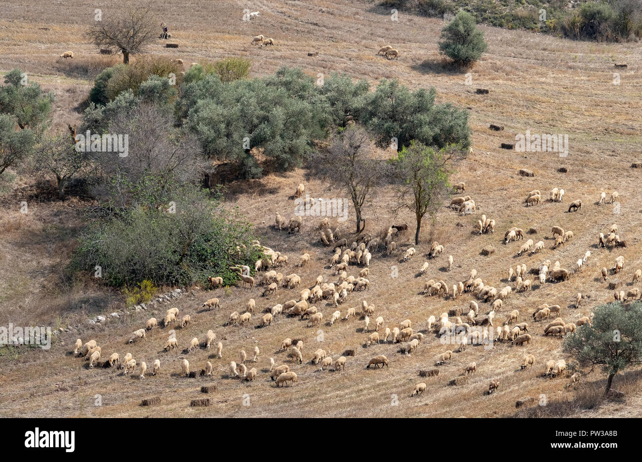 Chios sheep cyprus hi-res stock photography and images - Alamy