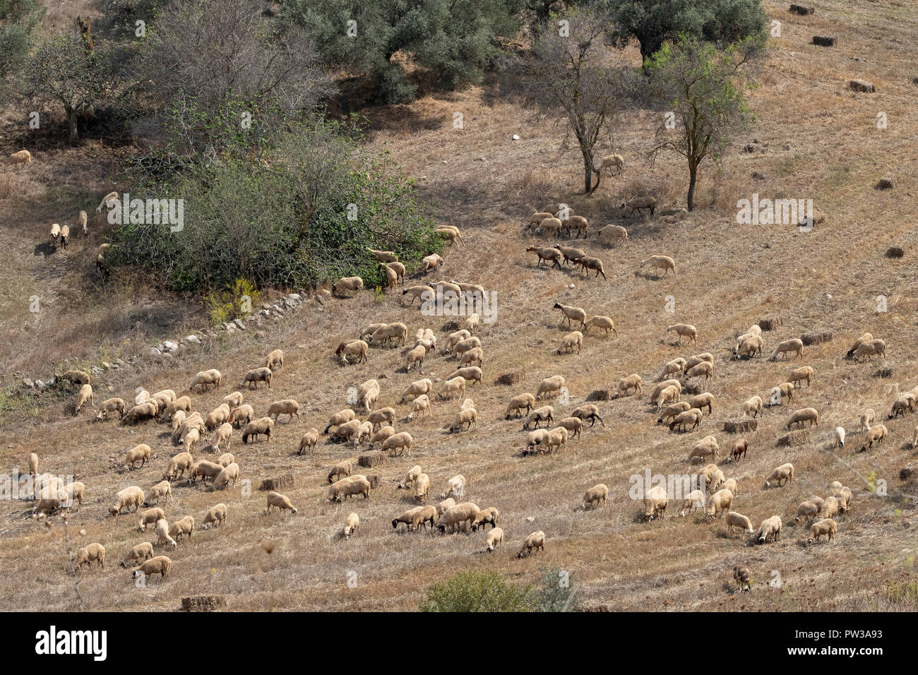 A flock of Chois sheep grazing on farmland outside the village of Fyti ...
