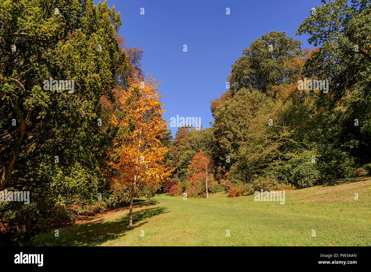Autumn in the park, vibrant colour, beautiful wiev Stock Photo - Alamy