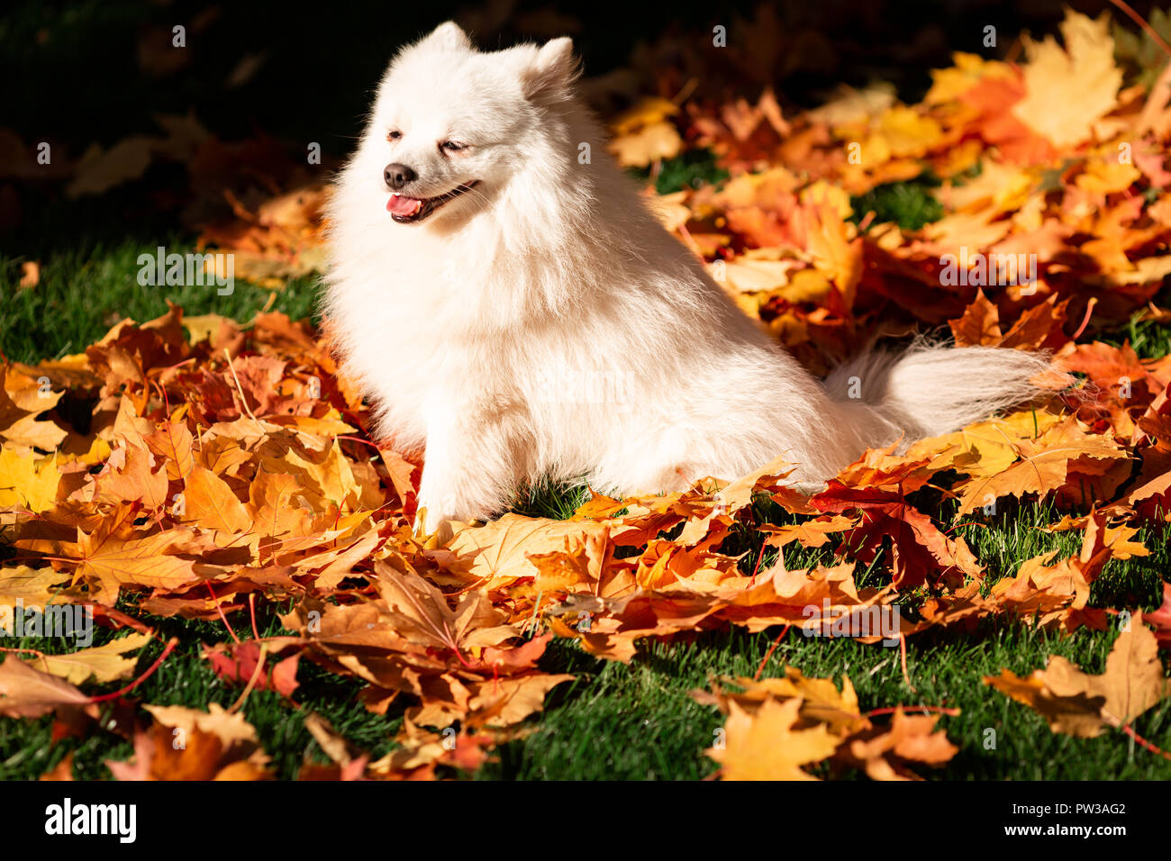 Cute white friendly spitz dog in autumn leaves in the park Stock Photo ...