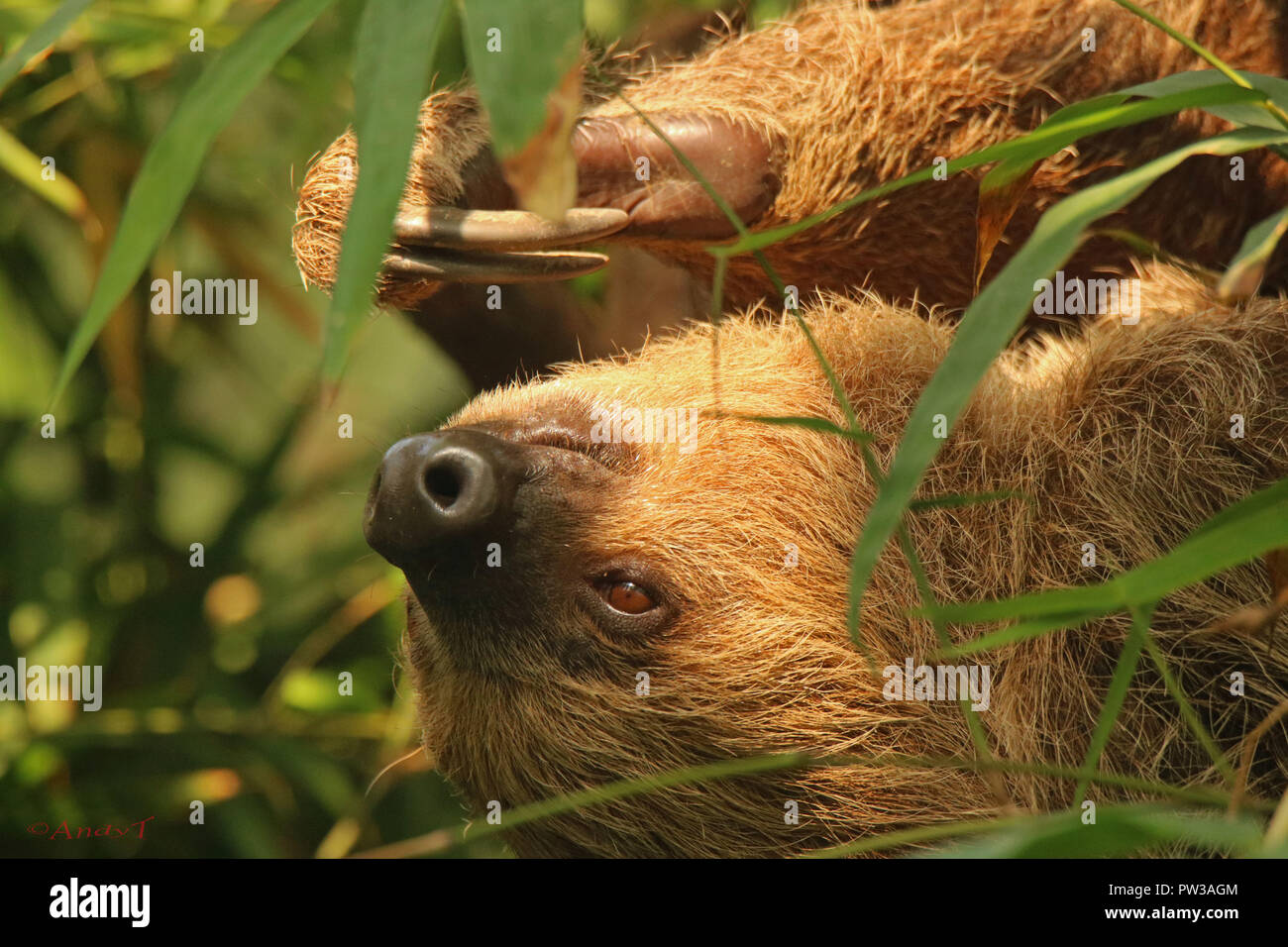 Folivora hi-res stock photography and images - Alamy