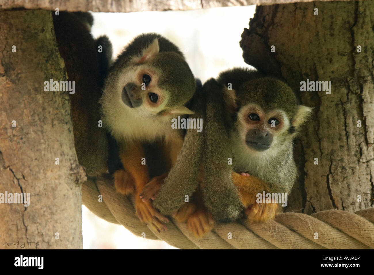 Squirrel Monkeys under a table Stock Photo - Alamy