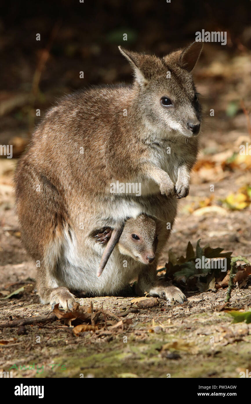 Wallaby with joey in pouch hi-res stock photography and images - Alamy