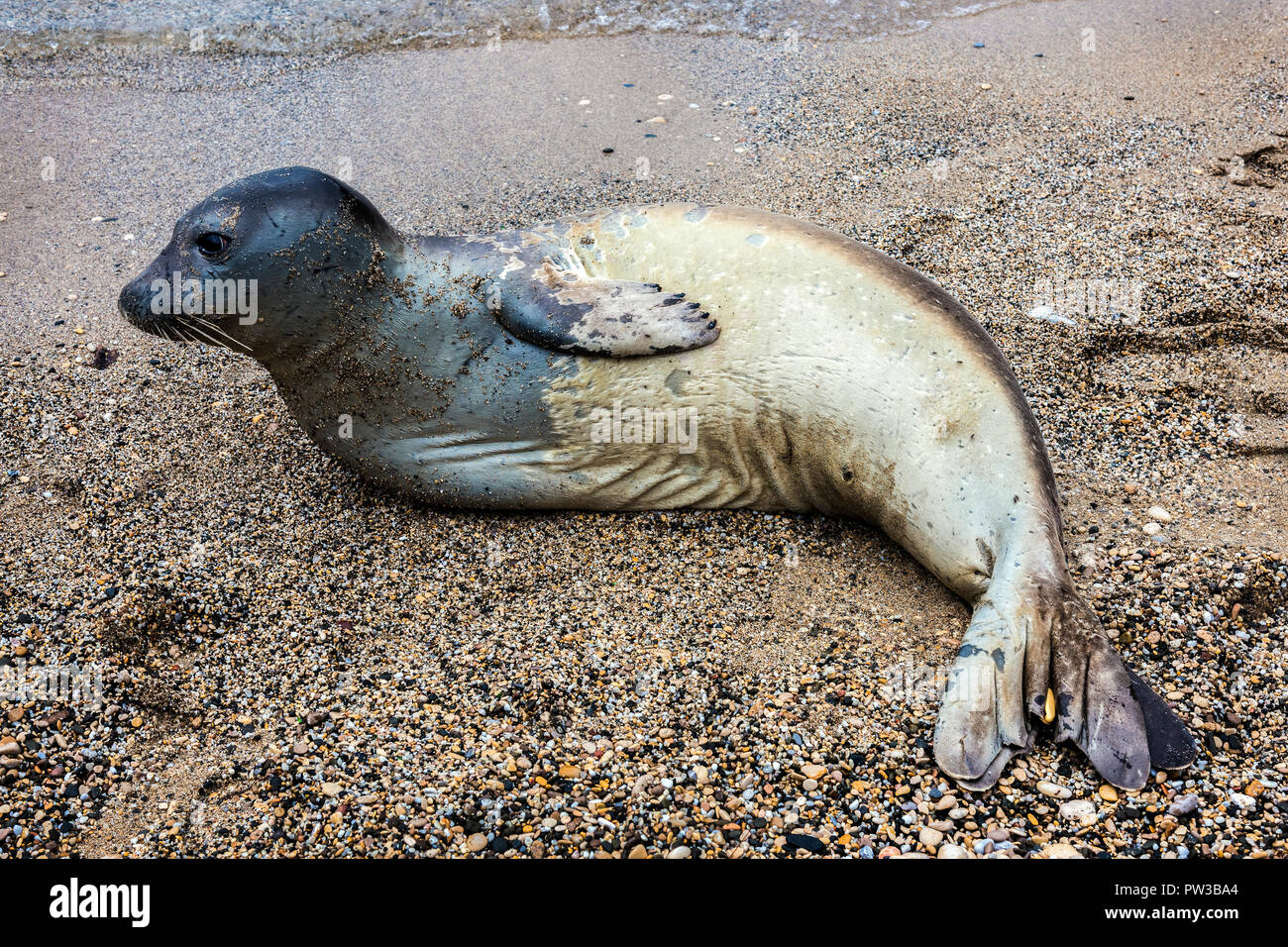 Mediterranean monk seal hi-res stock photography and images - Alamy