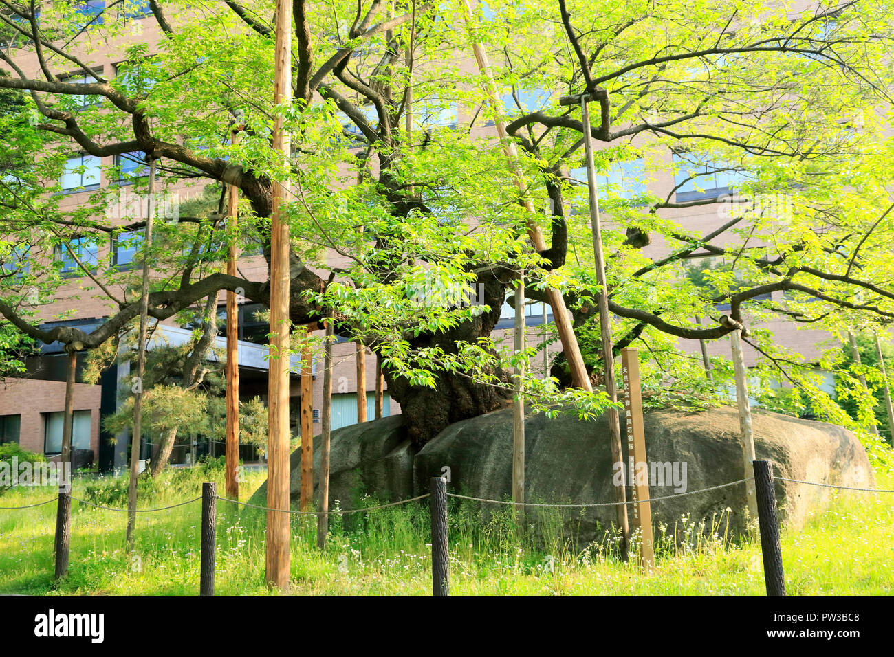Breaking rock tree hi-res stock photography and images - Alamy