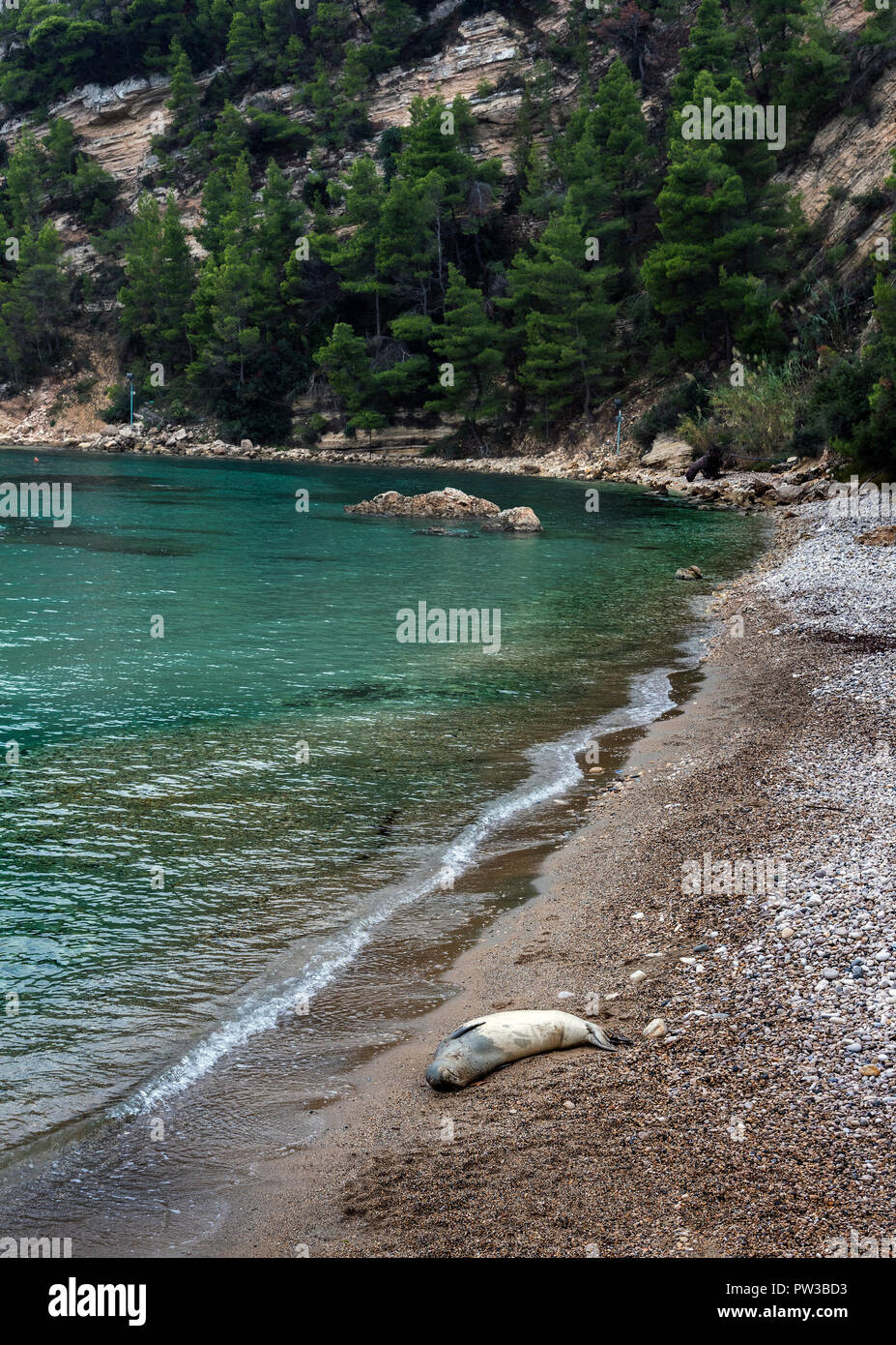 Mediterranean monk seal hi-res stock photography and images - Alamy