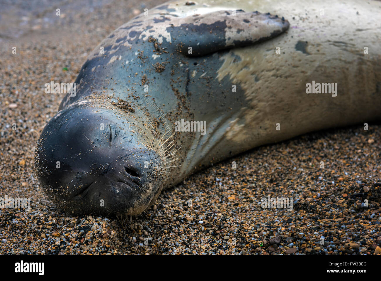 Mediterranean monk seal hi-res stock photography and images - Alamy
