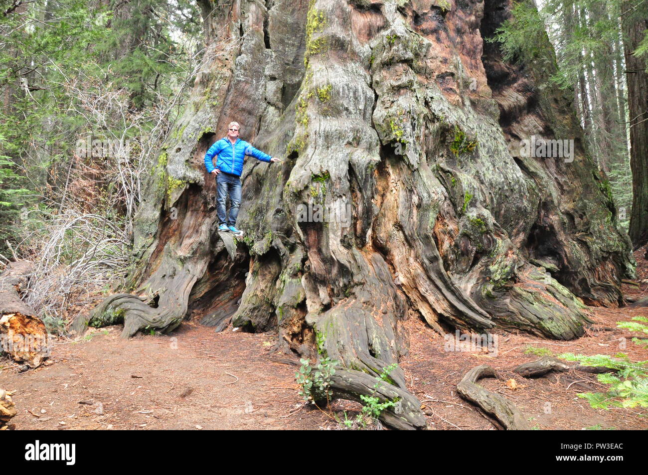 Sequoias california hi-res stock photography and images - Alamy