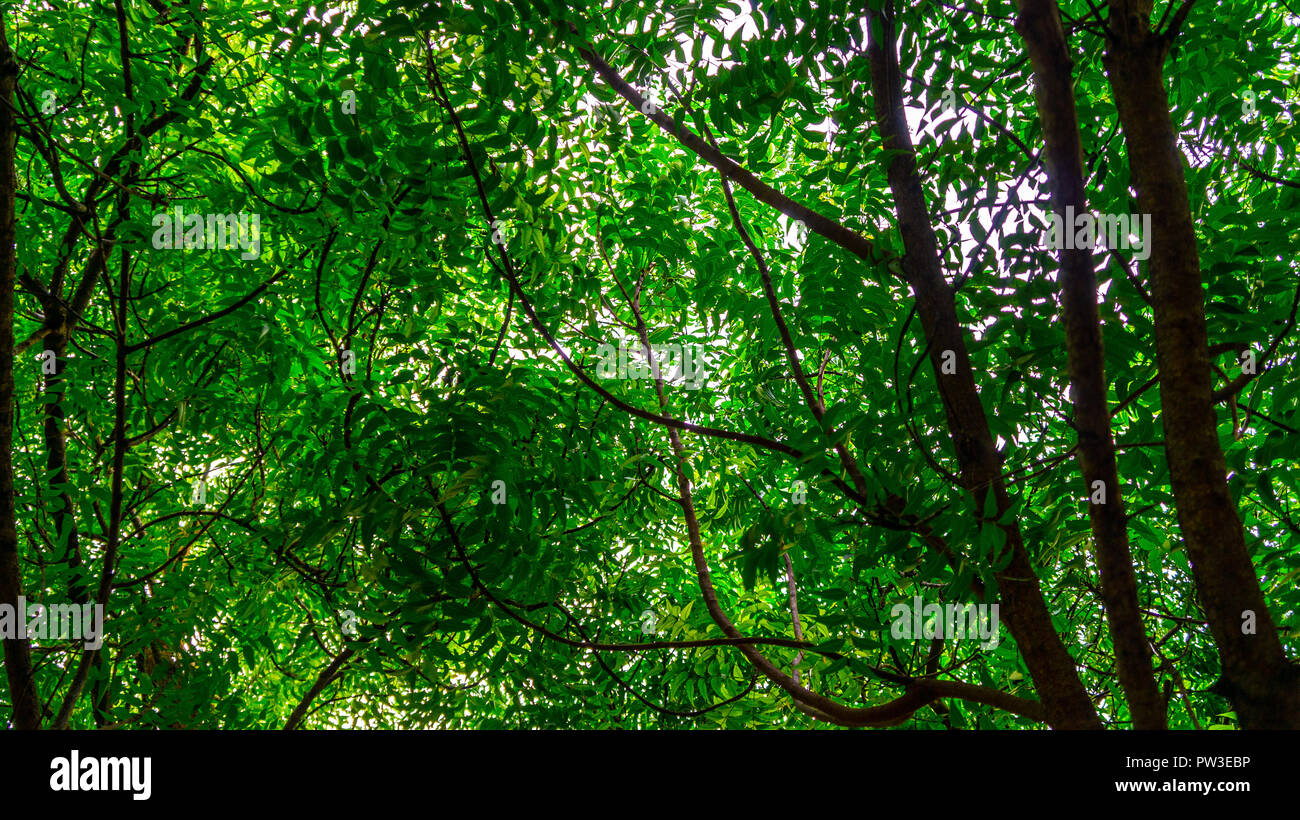 Planta material hi-res stock photography and images - Alamy