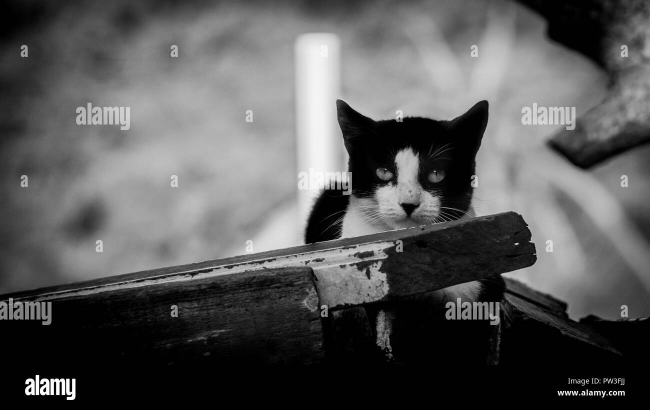 Cat watching angry for interrupting his sleep Stock Photo - Alamy