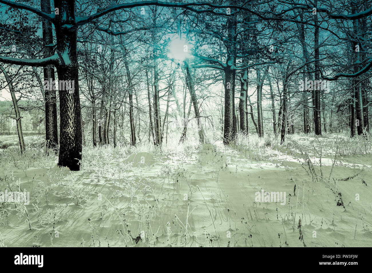 winter landscape in the forest with the morning sun Stock Photo - Alamy