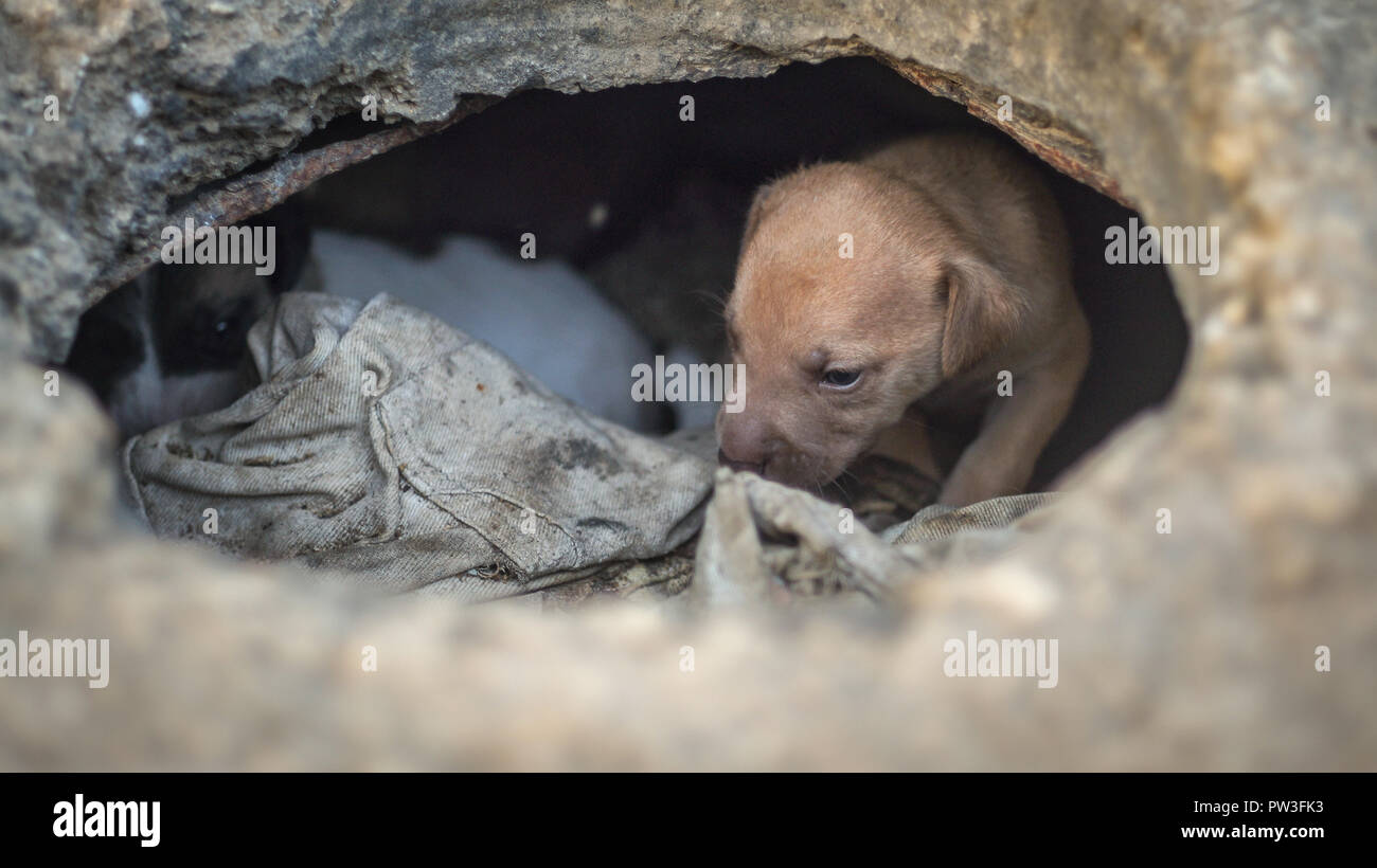 Dog coming out of the hole to find his mother Stock Photo - Alamy