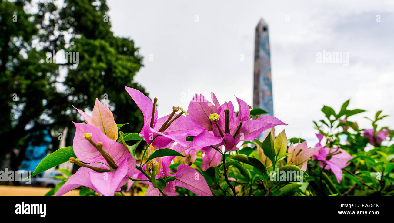 Composition of the national flowers of the Dominican Republic with the ...