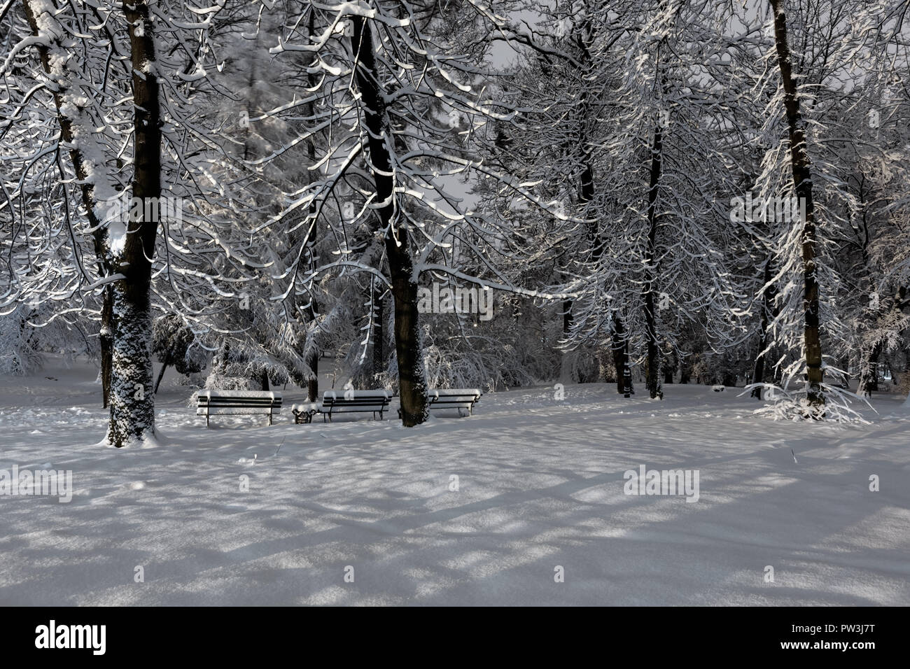 Beautiful night winter Ivan Franko park in the center of Lviv city ...