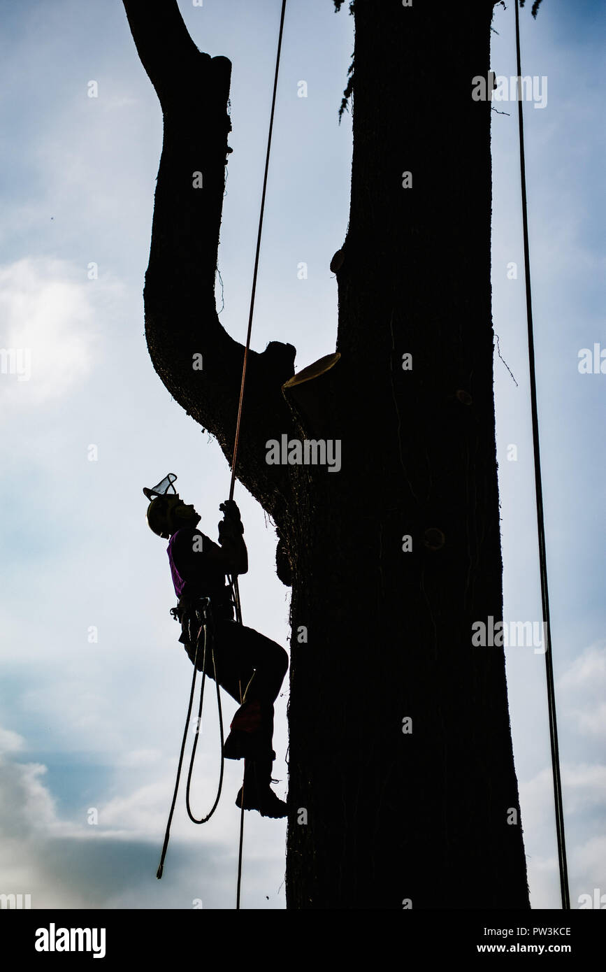 treeclimber above tree to perform pruning and felling arboriculture ...
