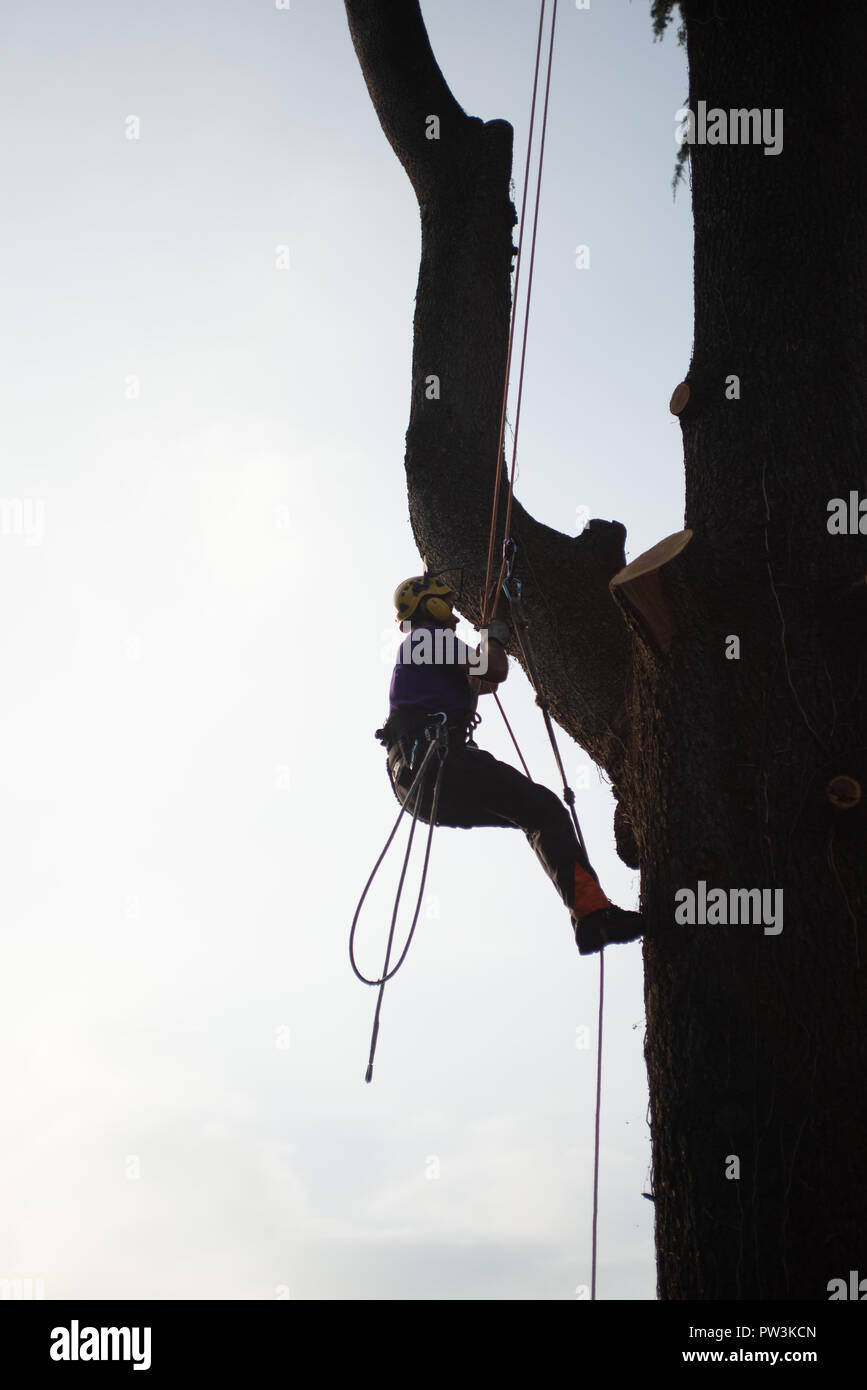 treeclimber above tree to perform pruning and felling arboriculture ...