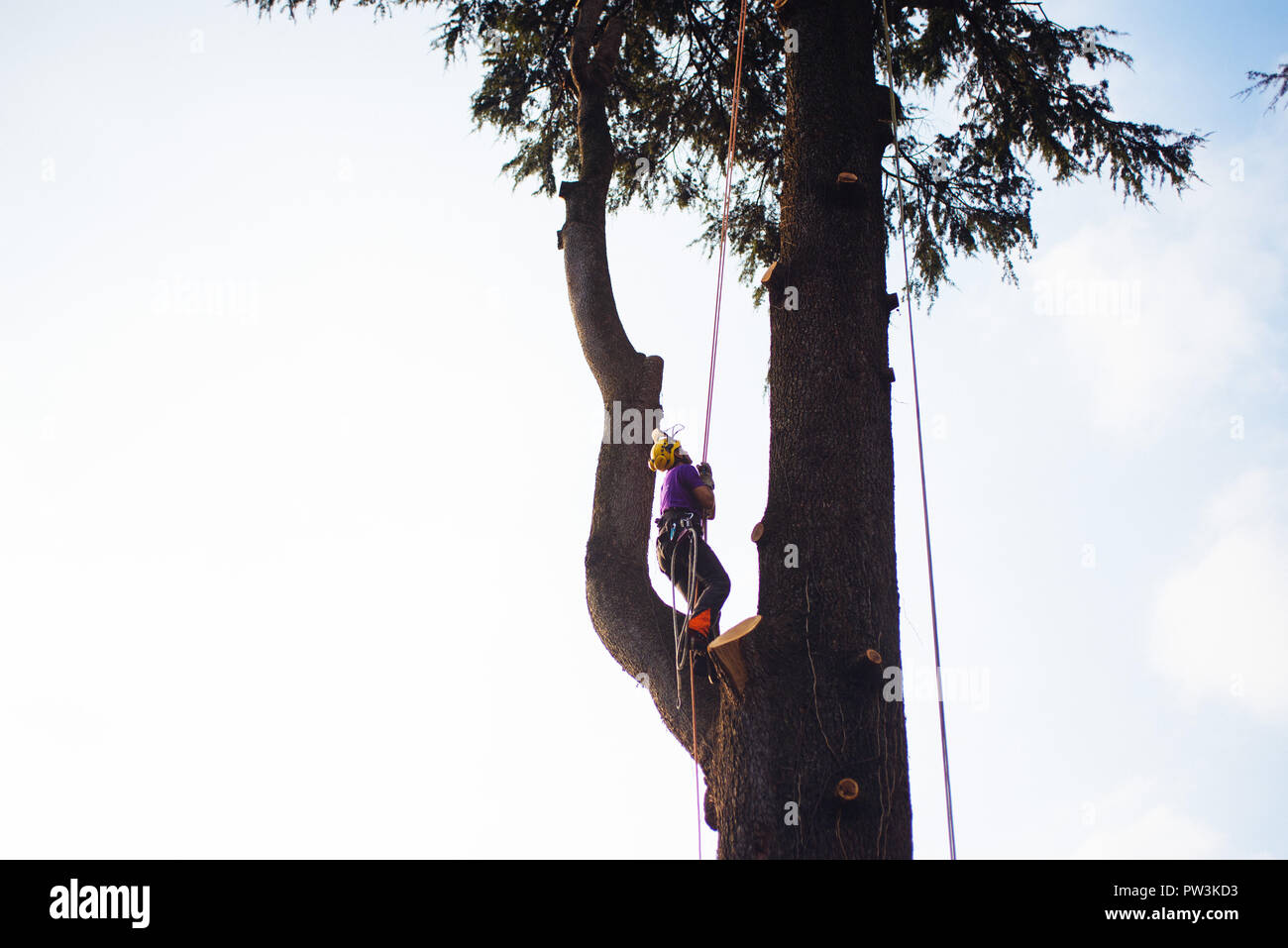treeclimber above tree to perform pruning and felling arboriculture ...