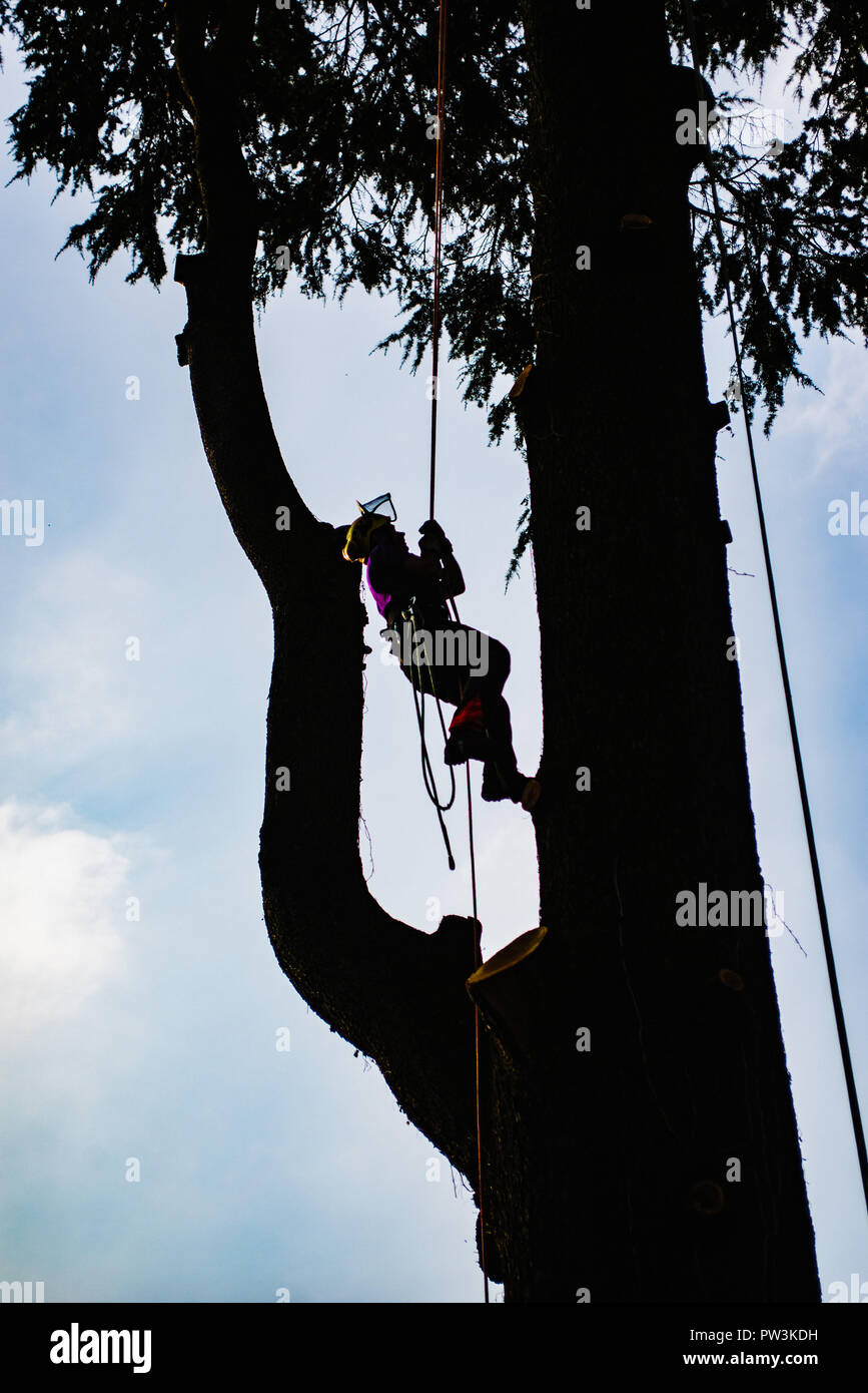 treeclimber above tree to perform pruning and felling arboriculture ...