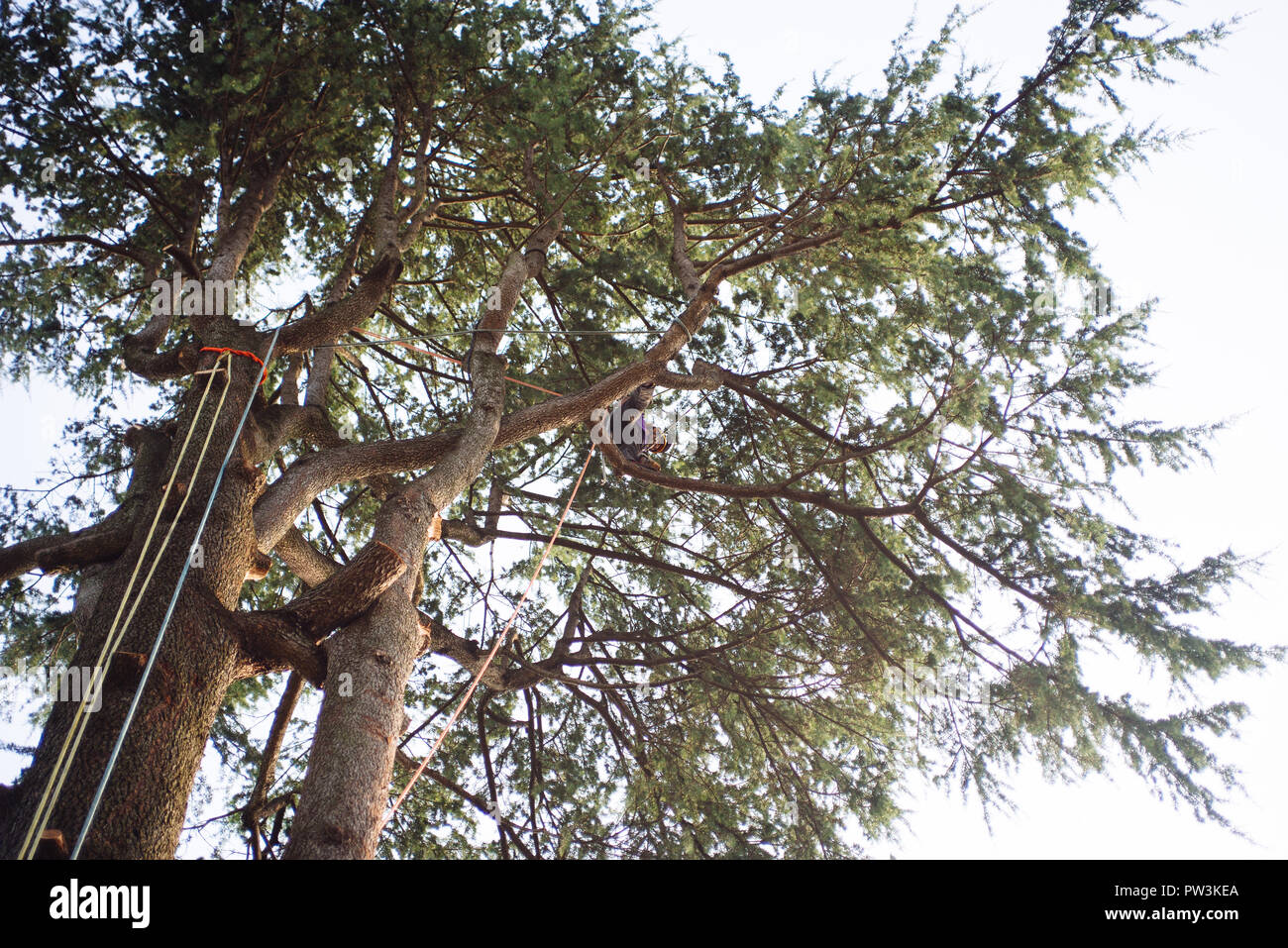 treeclimber above tree to perform pruning and felling arboriculture ...