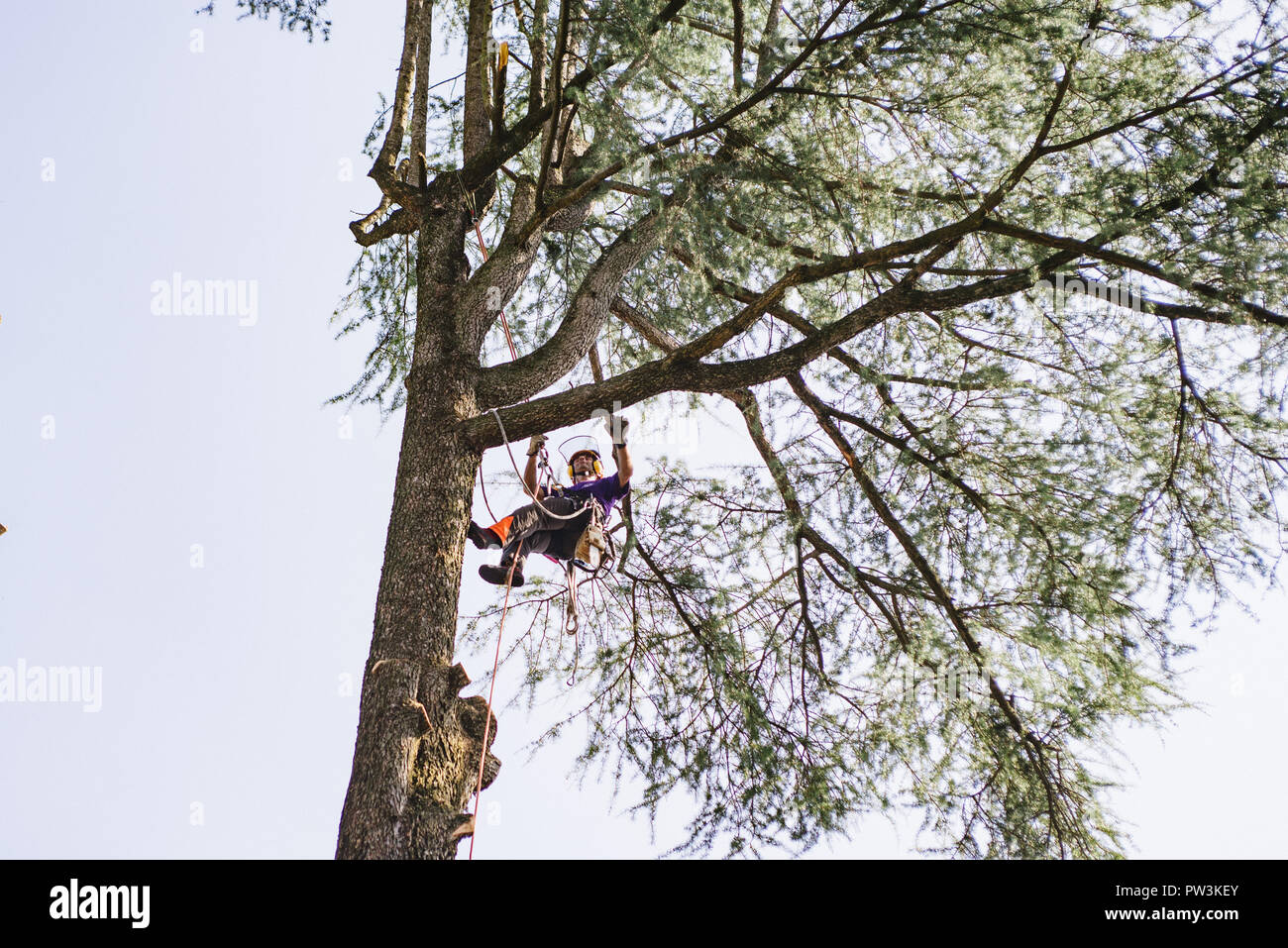 treeclimber above tree to perform pruning and felling arboriculture ...
