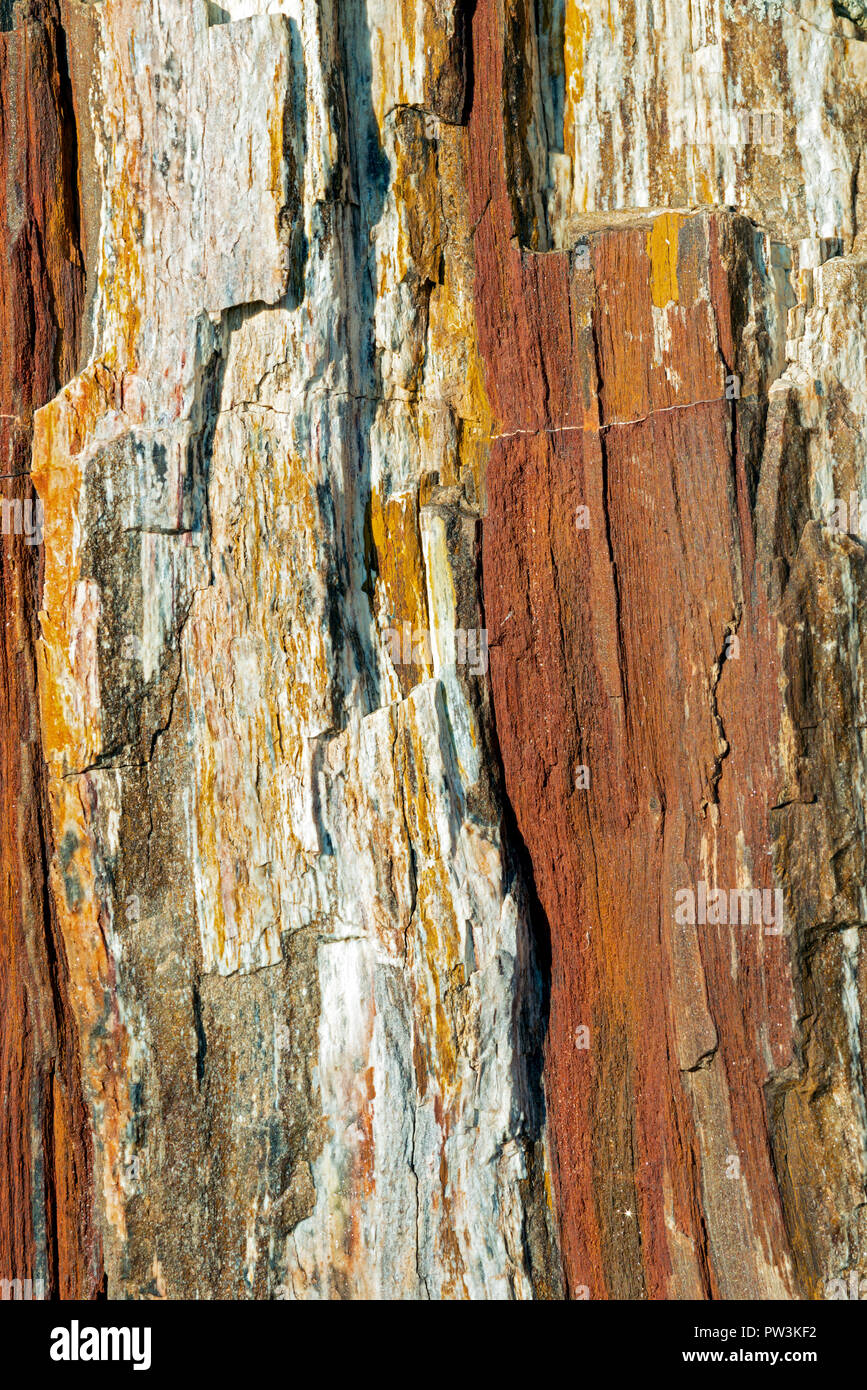 Bark Petrified Tree High Resolution Stock Photography and Images - Alamy