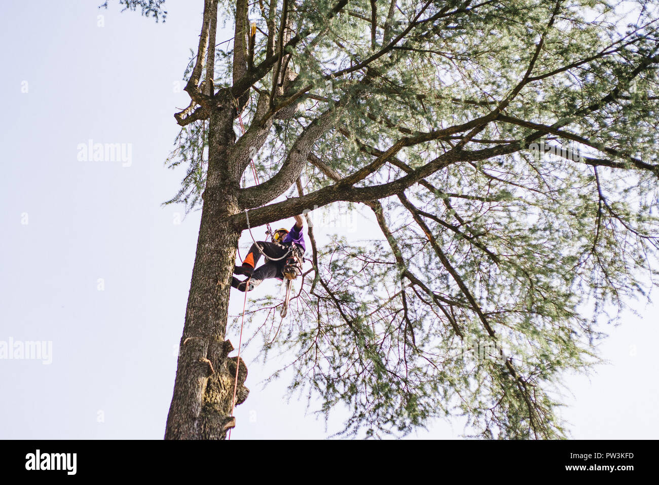 treeclimber above tree to perform pruning and felling arboriculture ...