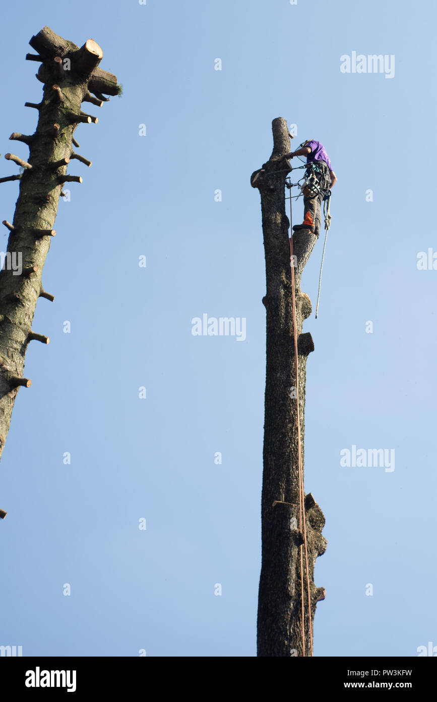 treeclimber above tree to perform pruning and felling arboriculture ...