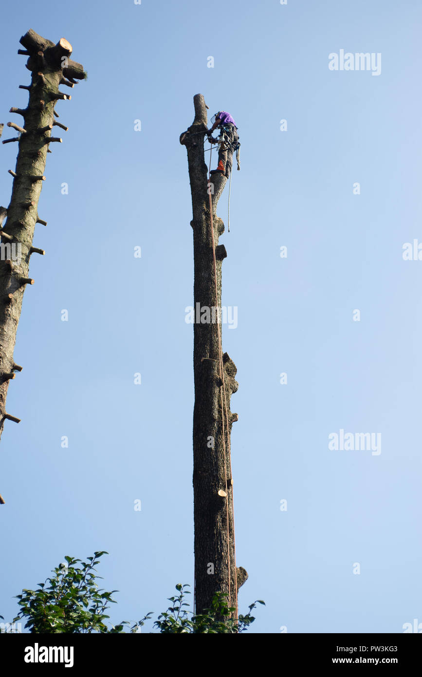 treeclimber above tree to perform pruning and felling arboriculture ...