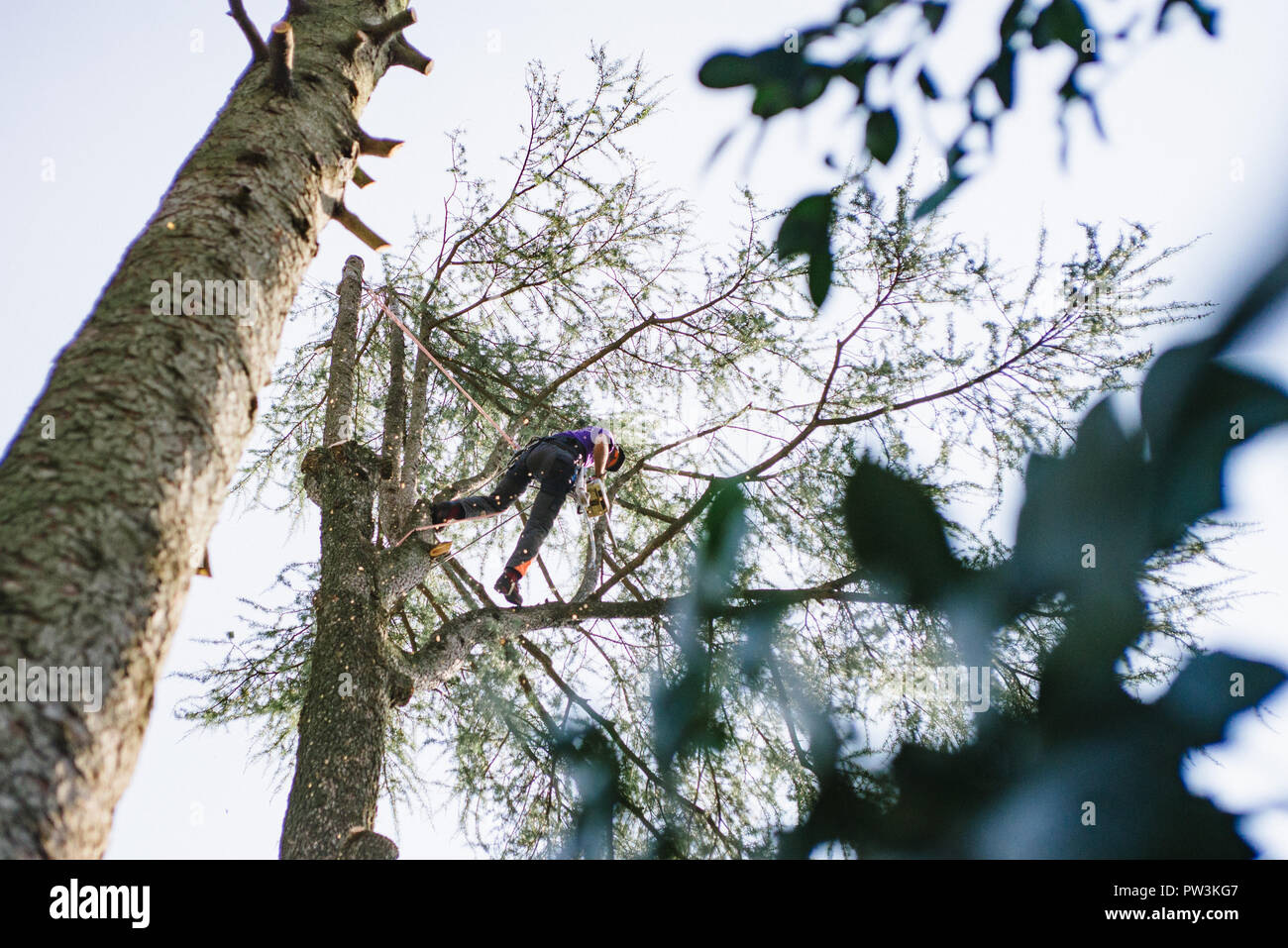 treeclimber above tree to perform pruning and felling arboriculture ...