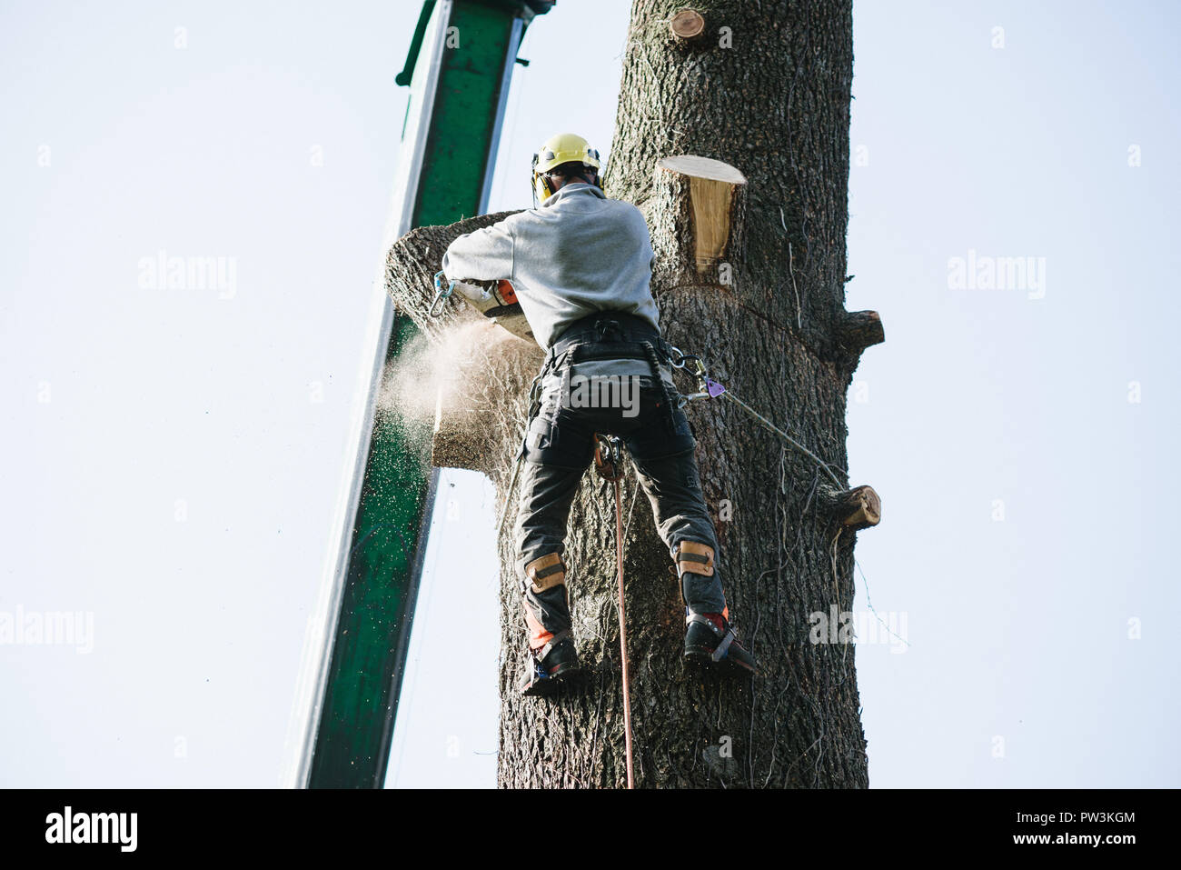 Treeclimber hi-res stock photography and images - Alamy
