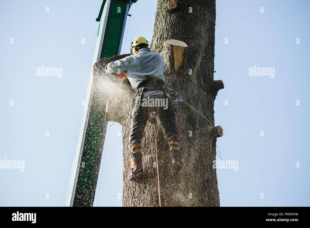 treeclimber tree cutter with chainsaw climbed on top Stock Photo - Alamy