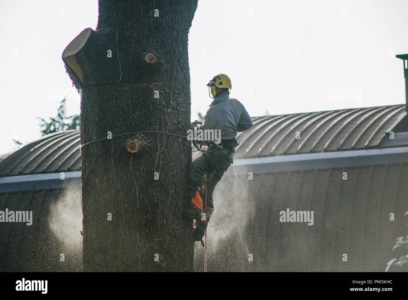 treeclimber tree cutter with chainsaw climbed on top Stock Photo - Alamy