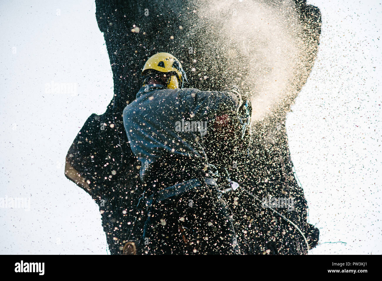 Treeclimber hi-res stock photography and images - Alamy