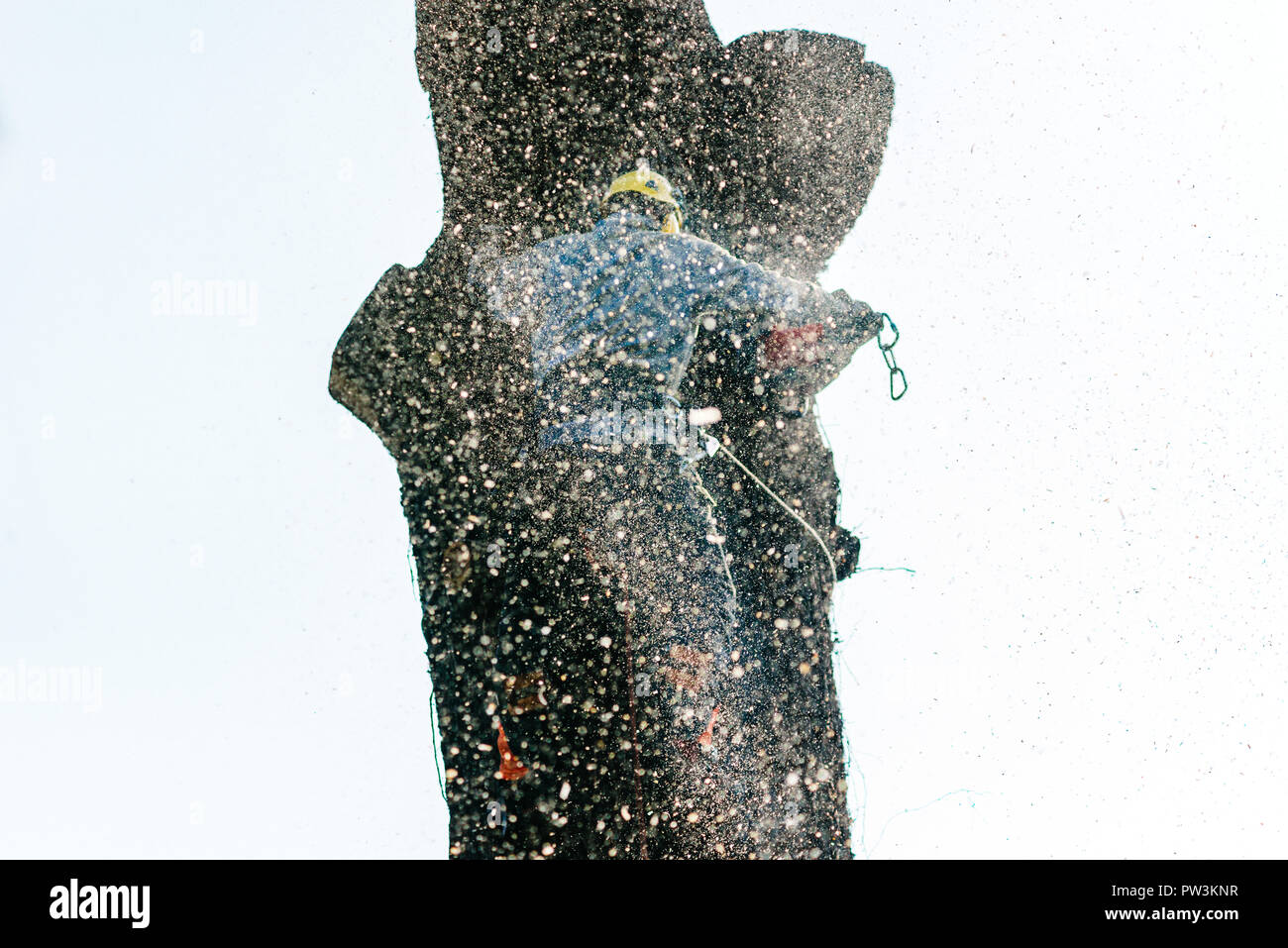 treeclimber tree cutter with chainsaw climbed on top Stock Photo - Alamy