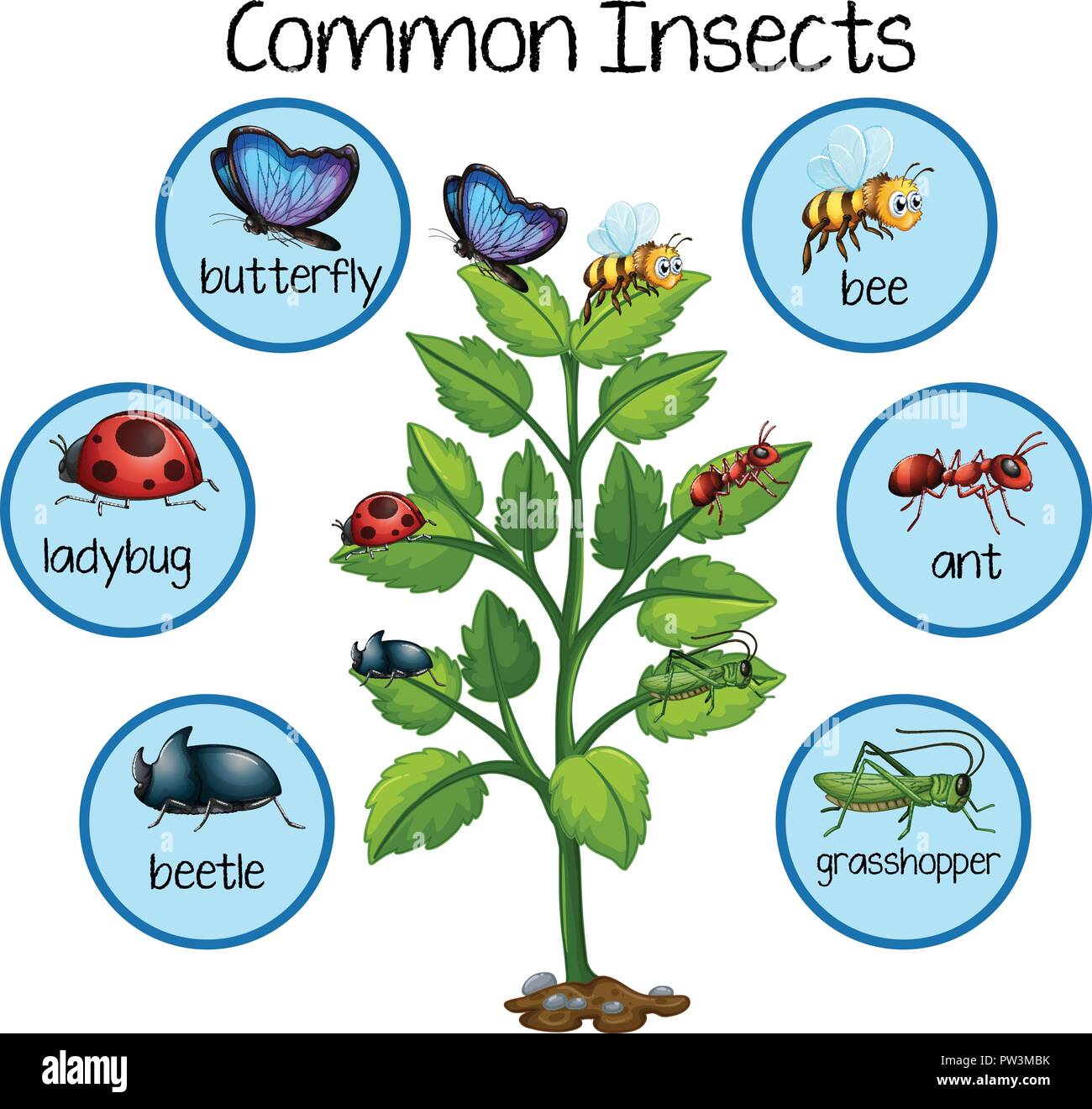 Common Insect on plant illustration Stock Vector Image & Art - Alamy