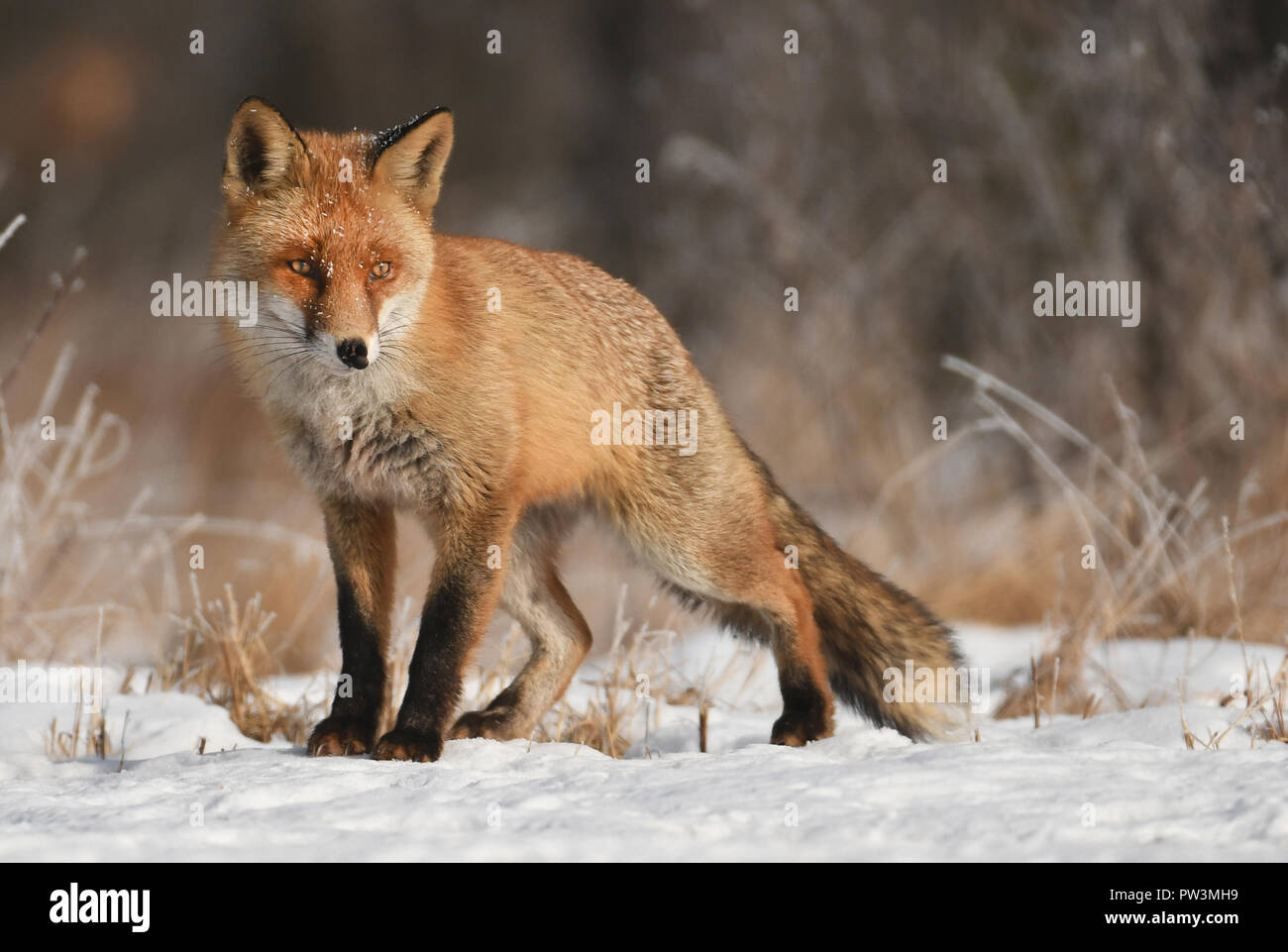 Ox fox hi-res stock photography and images - Alamy