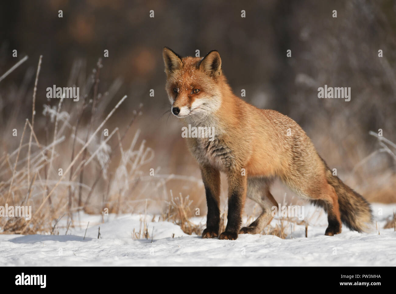 Fox in natural habitat Stock Photo - Alamy