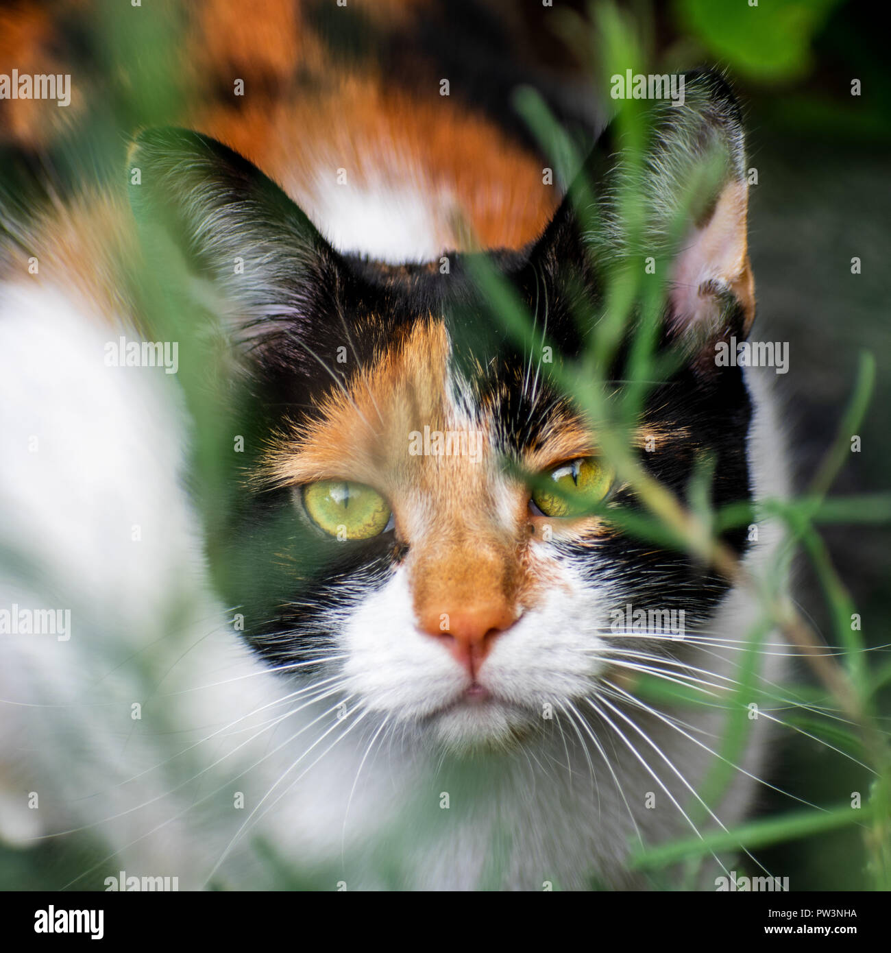 Tortoiseshell Calico cat hiding in undergrowth Stock Photo - Alamy
