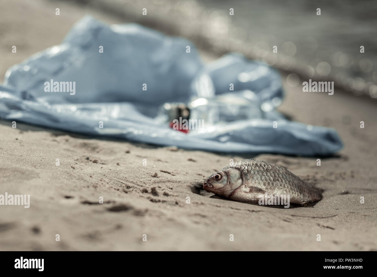 Close up dead fish hi-res stock photography and images - Alamy