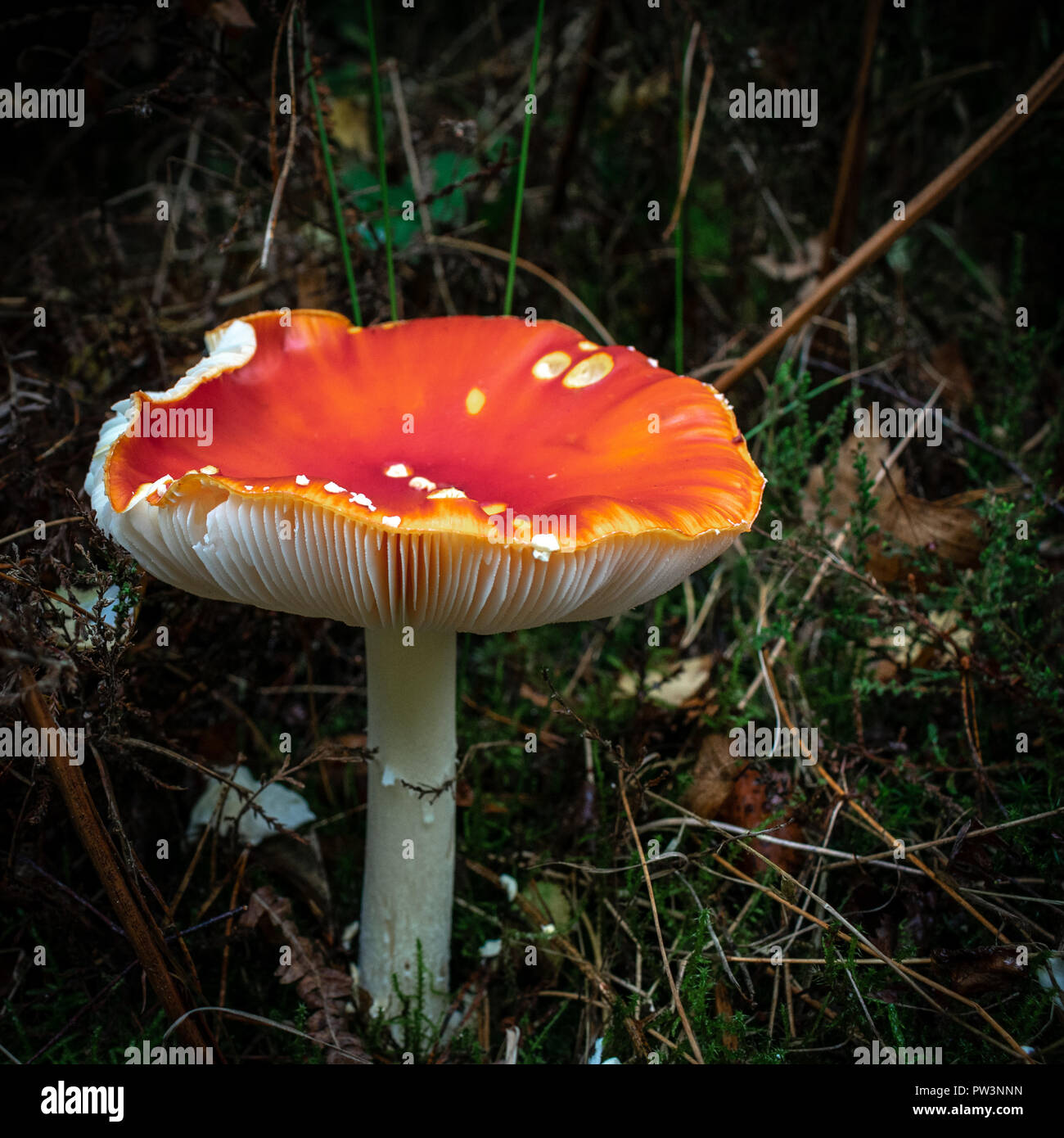 Fly Agaric Mushroom Stock Photo - Alamy
