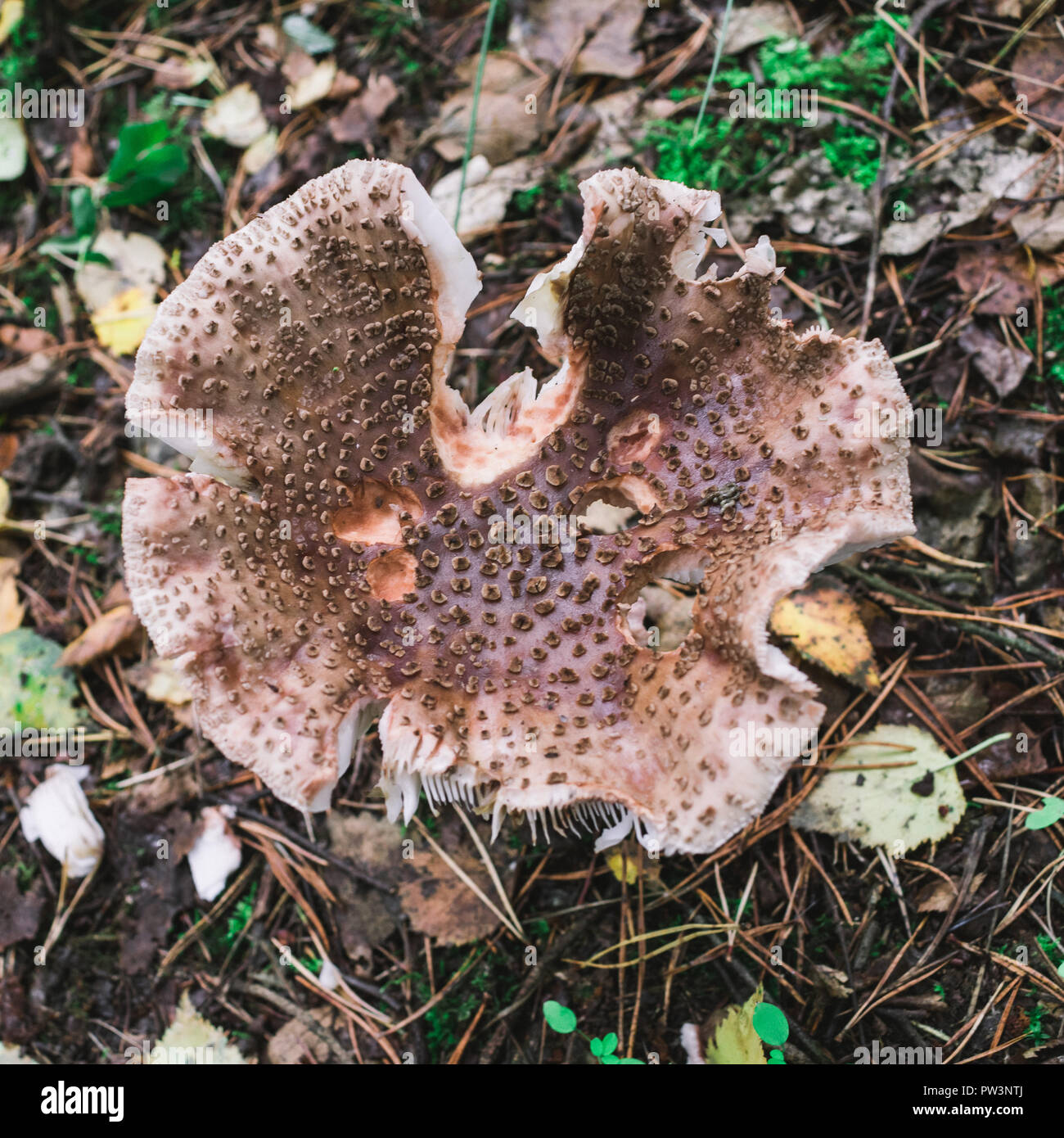 Autumn fungus large brown toadstool hi-res stock photography and images - Alamy