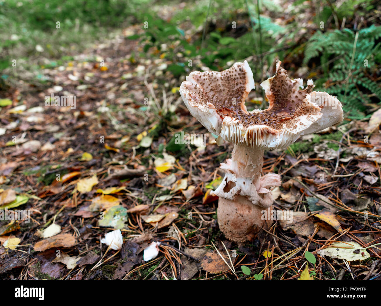 Large toadstool hi-res stock photography and images - Alamy